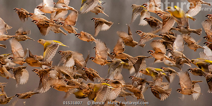 Virus, sparrows, and fear | Light-N-side